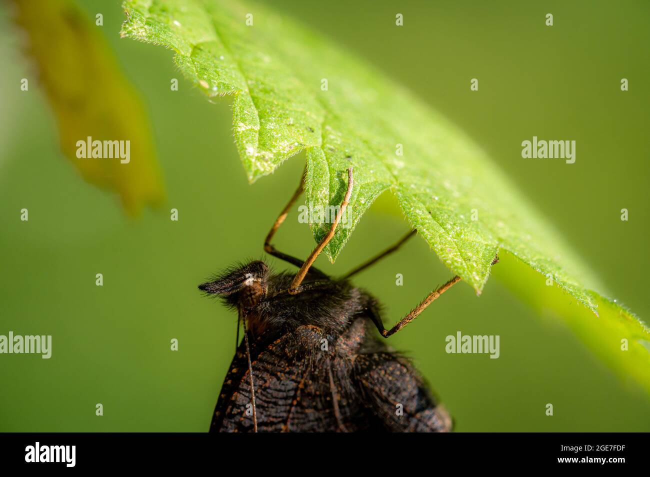 Newly emerged peacock butterfly, aglais io, resting on stinging nettle ...