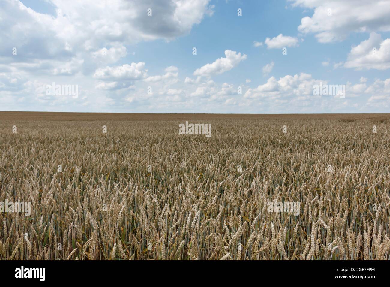 Field of grass. meadow wheat under sky backgrounds Stock Photo - Alamy
