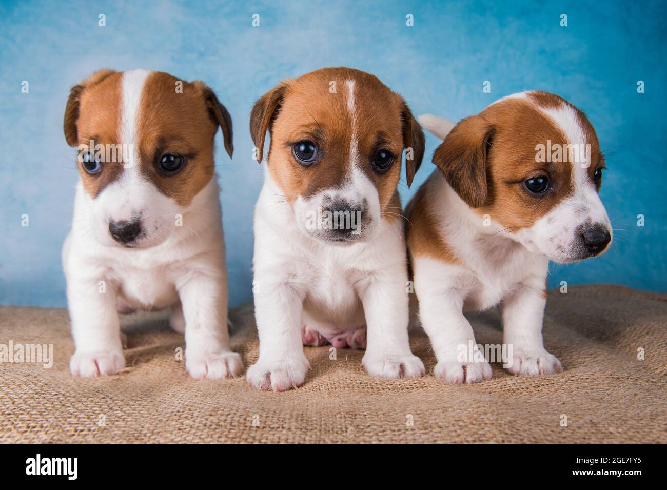 Group of Jack Russell terrier puppies in front of blue background Stock ...
