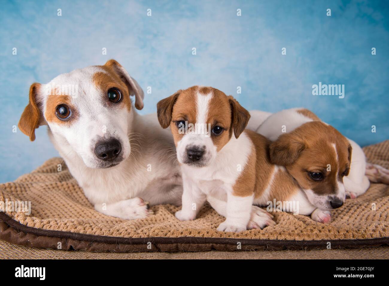 Female Jack russell terrier with puppies on a blanket, horizontal Stock ...