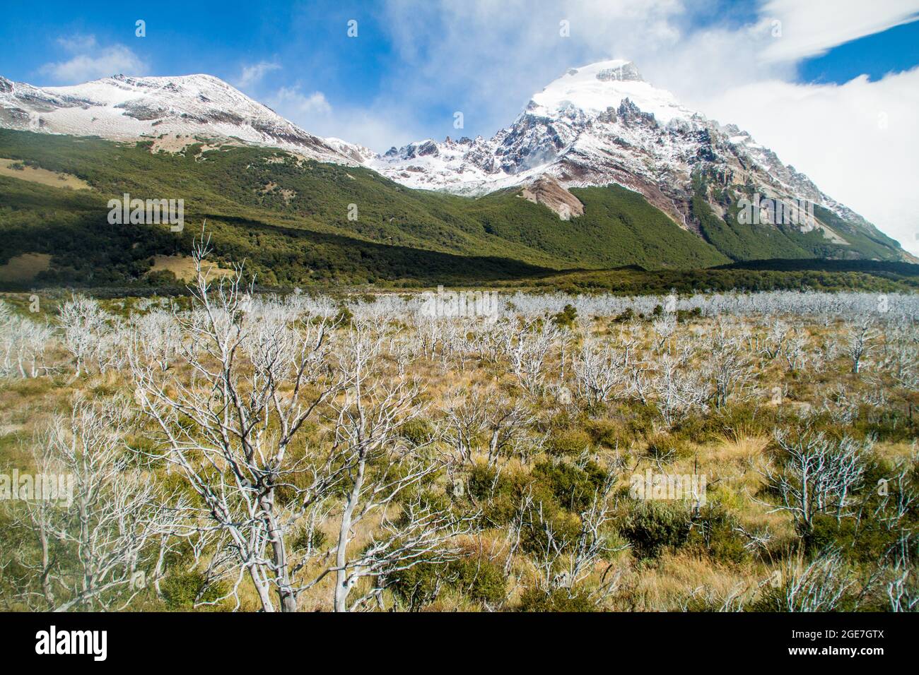 Dead forest in valley of Rio Fitz Roy river in National Park Los ...