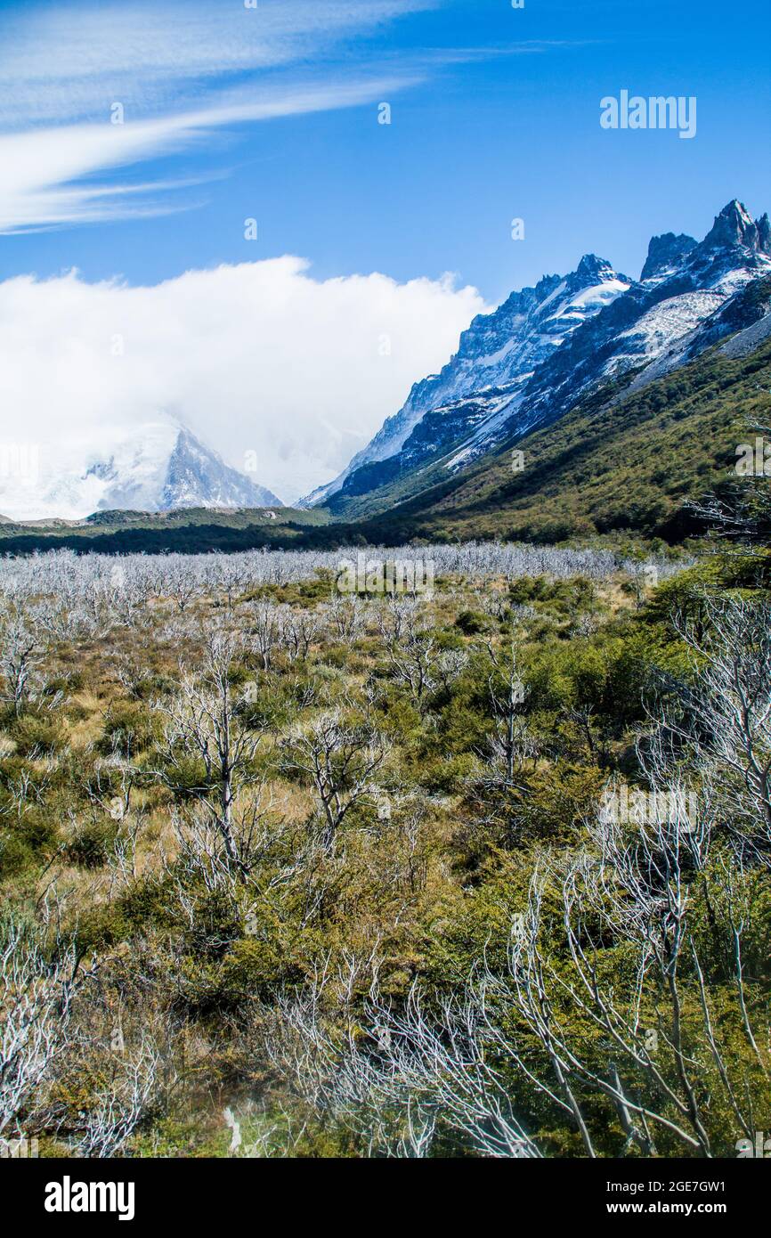 Dead forest in valley of Rio Fitz Roy river in National Park Los ...