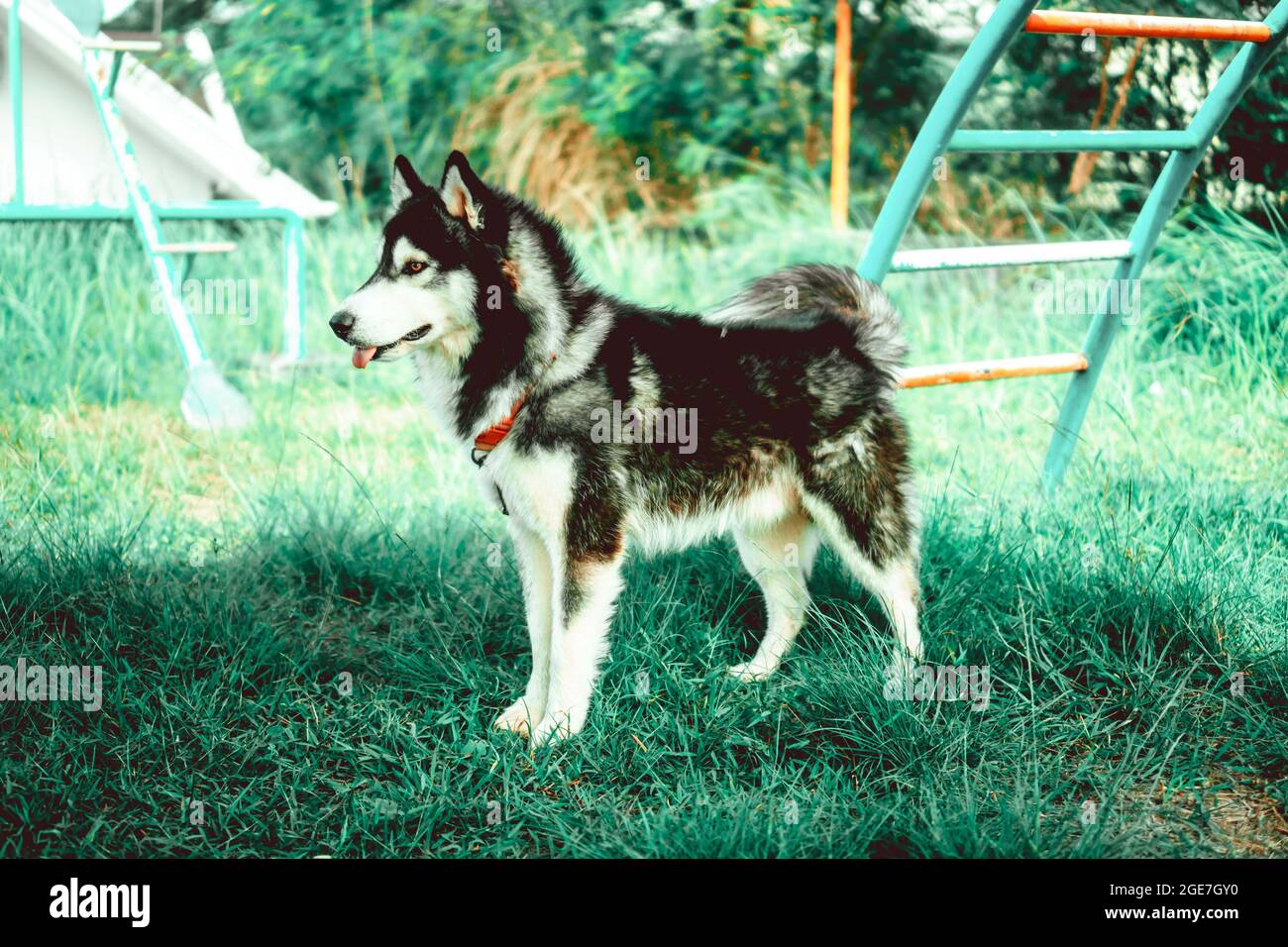 Closeup of the Siberian Husky outdoors Stock Photo - Alamy