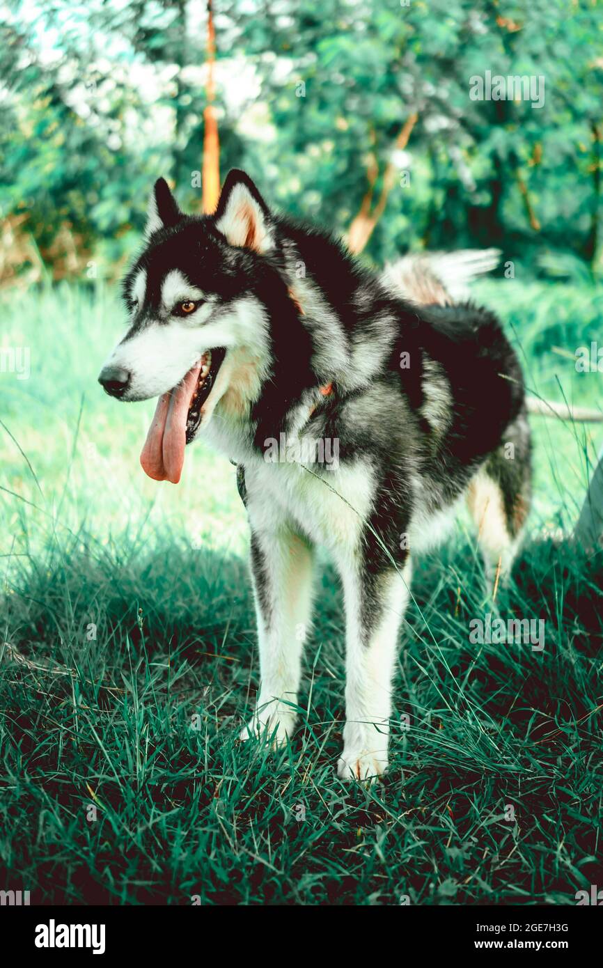 Vertical closeup of the Siberian Husky outdoors Stock Photo - Alamy
