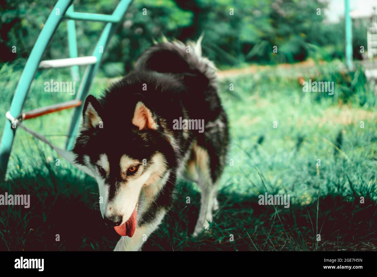 Closeup of the Siberian Husky outdoors Stock Photo - Alamy