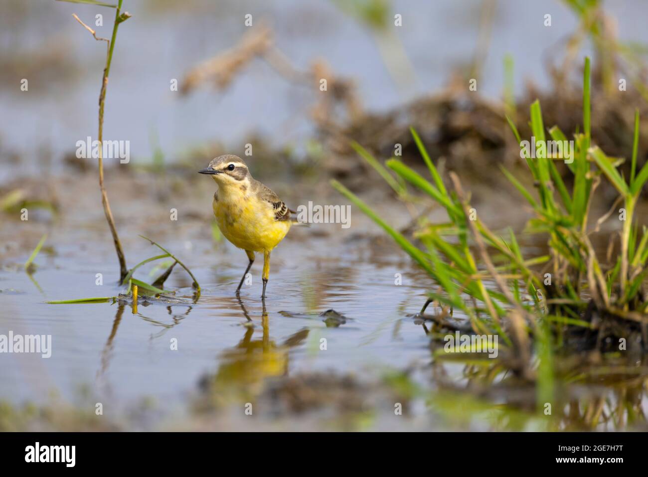 Western yellow wagtail Stock Photo - Alamy