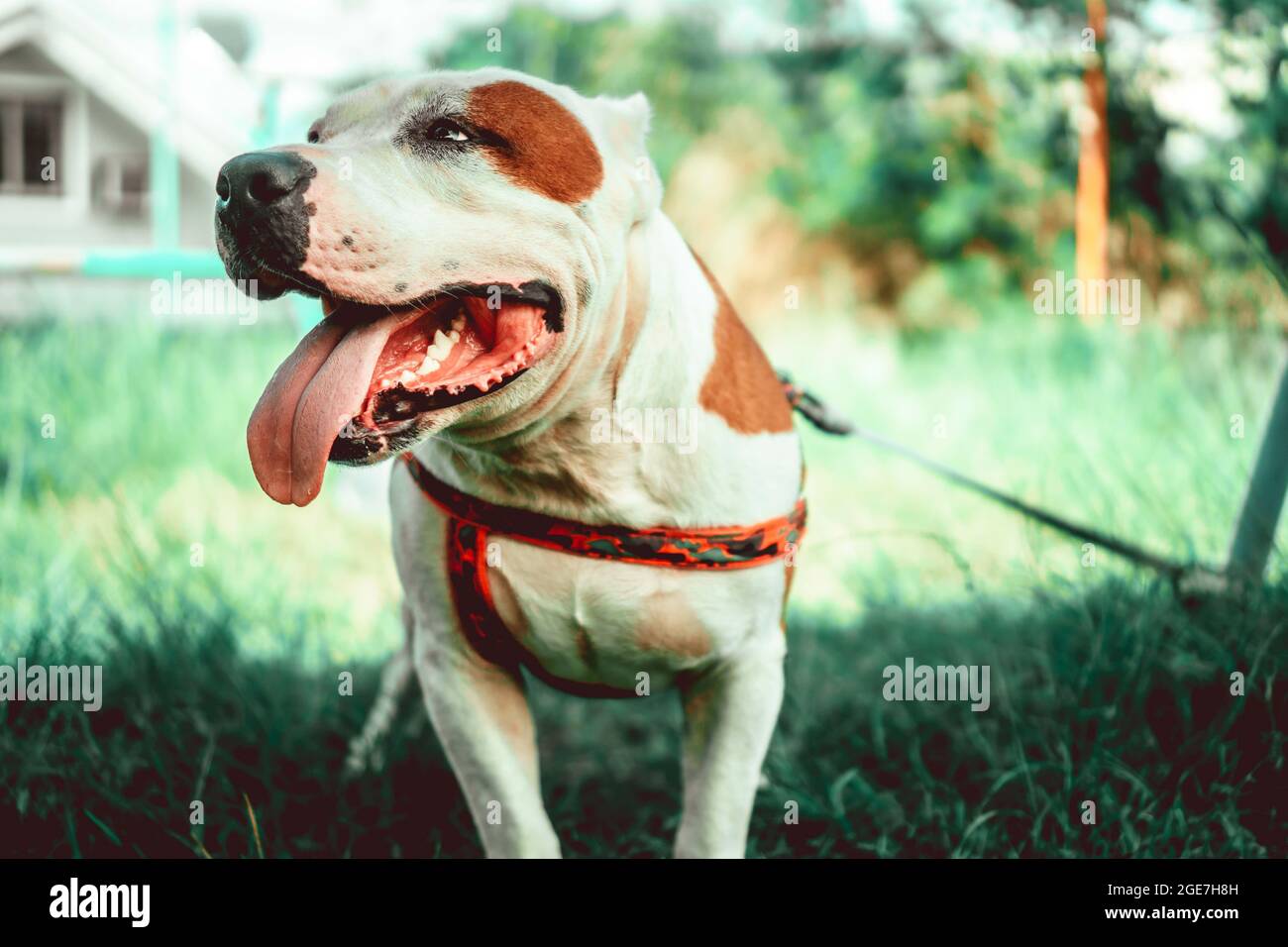 Closeup of the American Staffordshire Terrier, also known as the ...