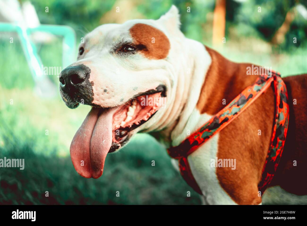 Closeup of the American Staffordshire Terrier, also known as the ...