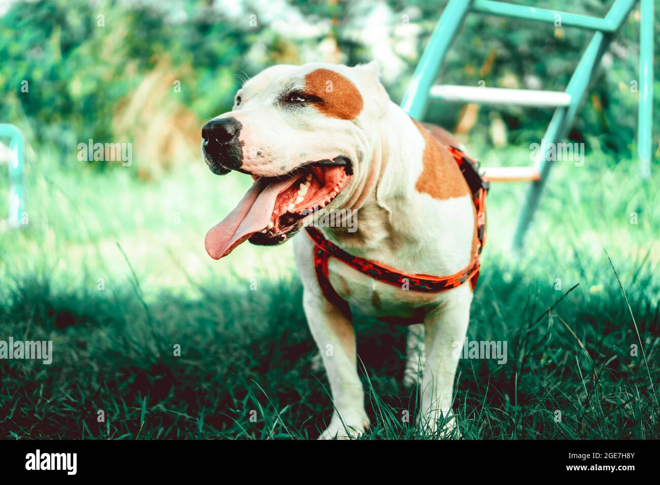 Closeup of the American Staffordshire Terrier, also known as the ...