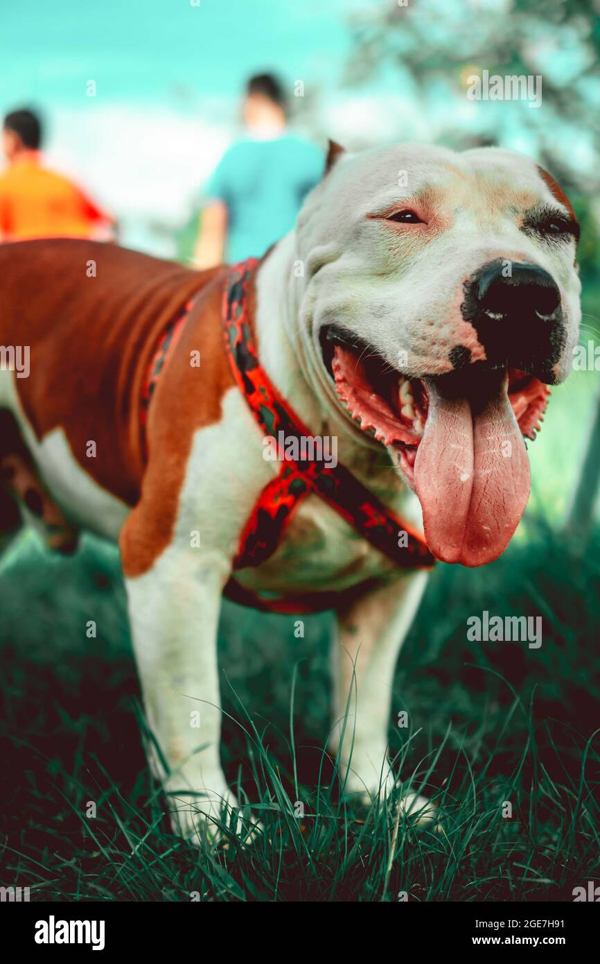 Vertical closeup of the American Staffordshire Terrier, also known as ...