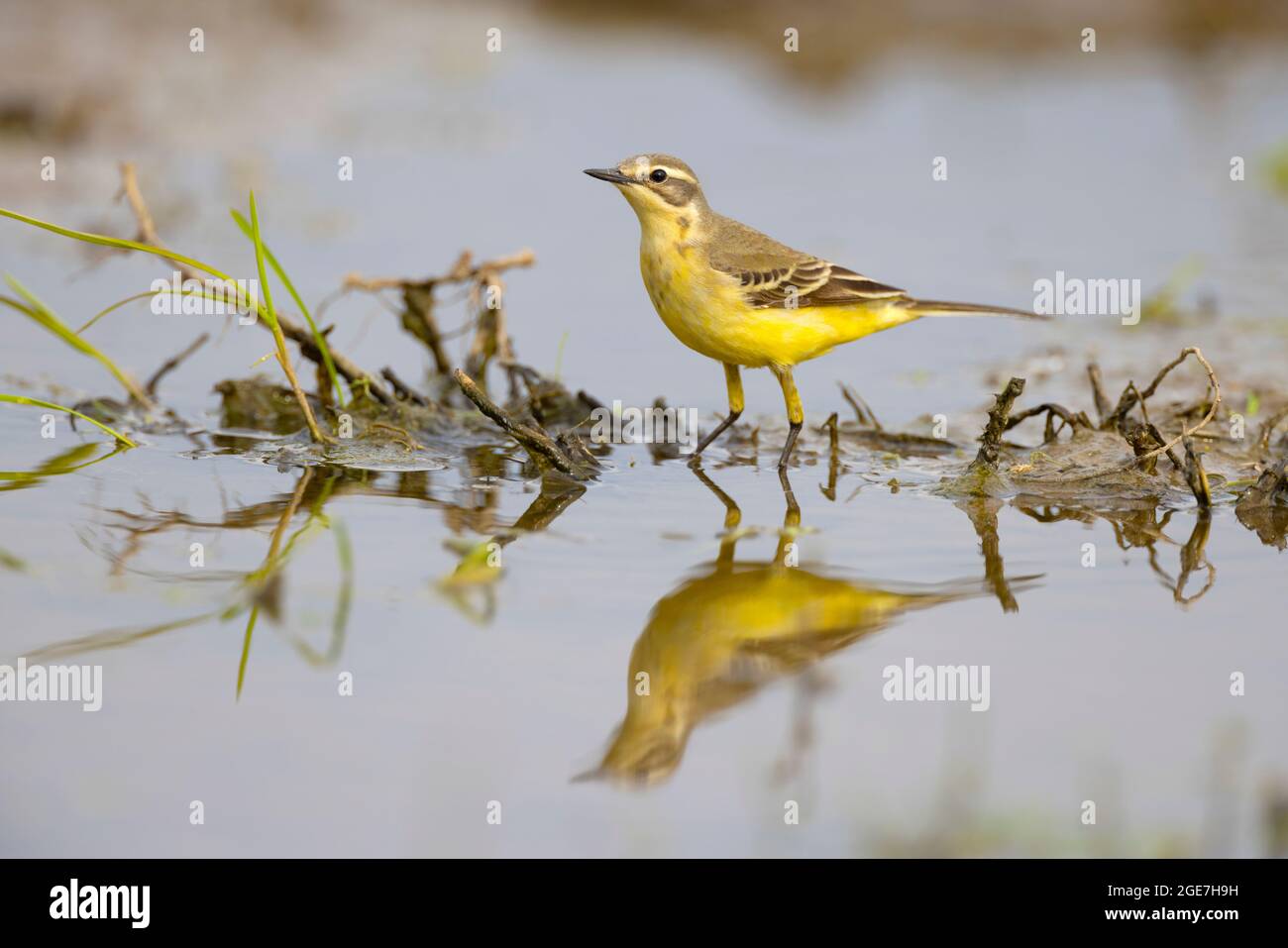 Western yellow wagtail Stock Photo - Alamy