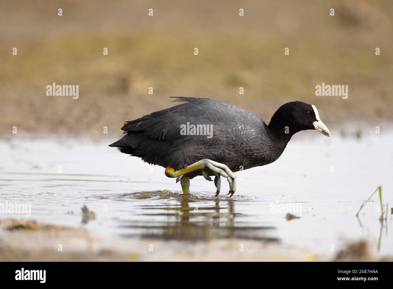 Strong toes hi-res stock photography and images - Alamy