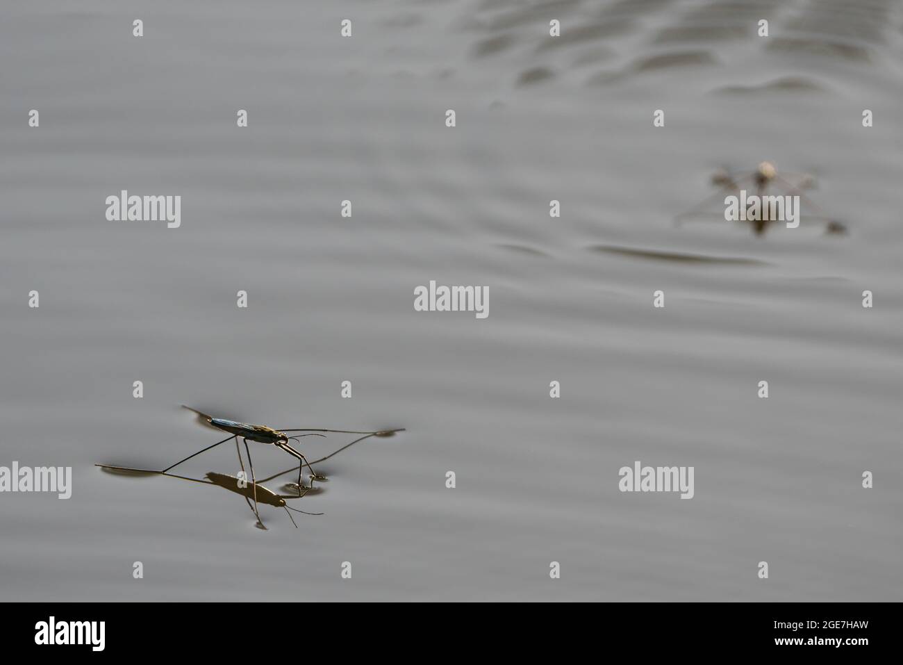 Strider hi-res stock photography and images - Alamy