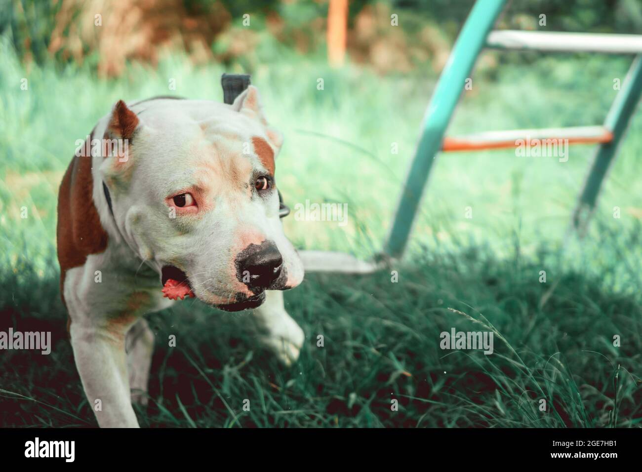 Closeup of the American Staffordshire Terrier, also known as the ...