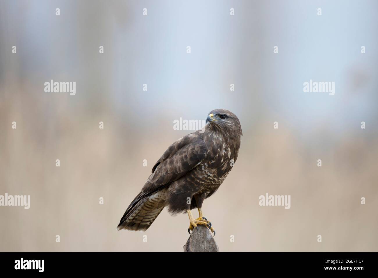 One common buzzard Stock Photo - Alamy