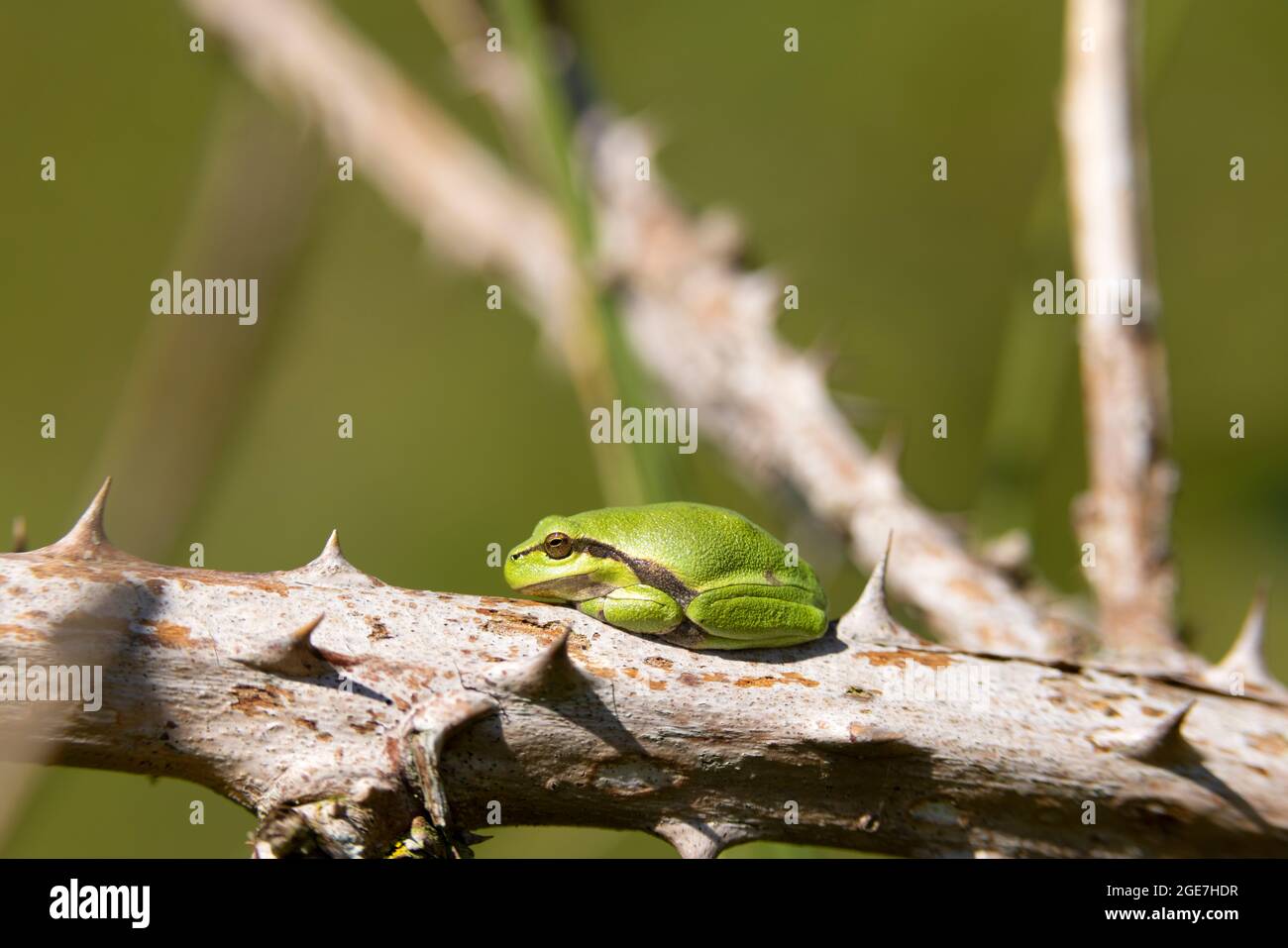 European tree frog Stock Photo - Alamy