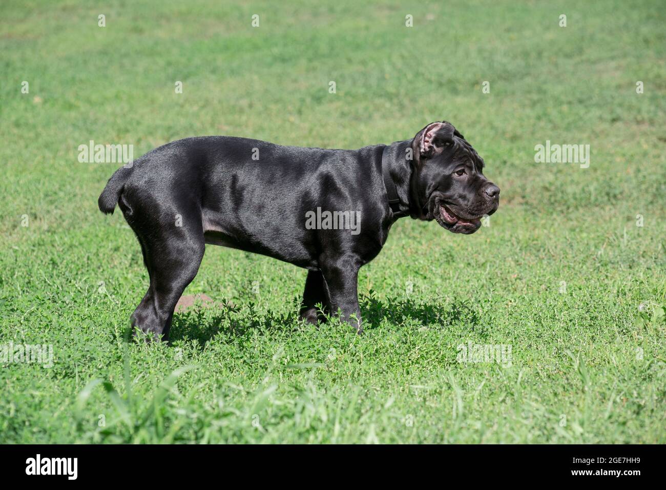 Cute italian mastiff puppy is standing on a green grass in the summer ...