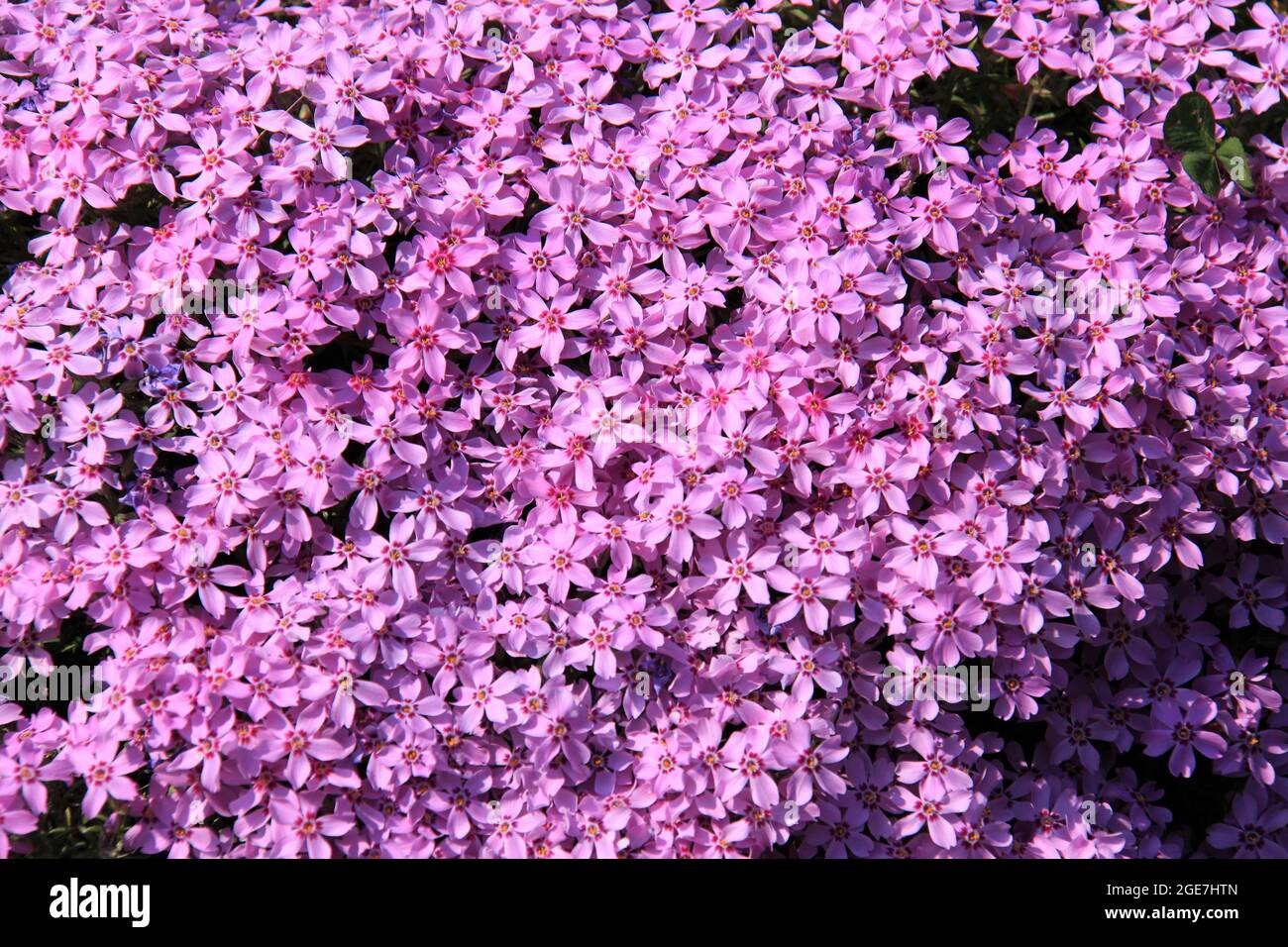 Splendid blooming phlox flowers Stock Photo - Alamy