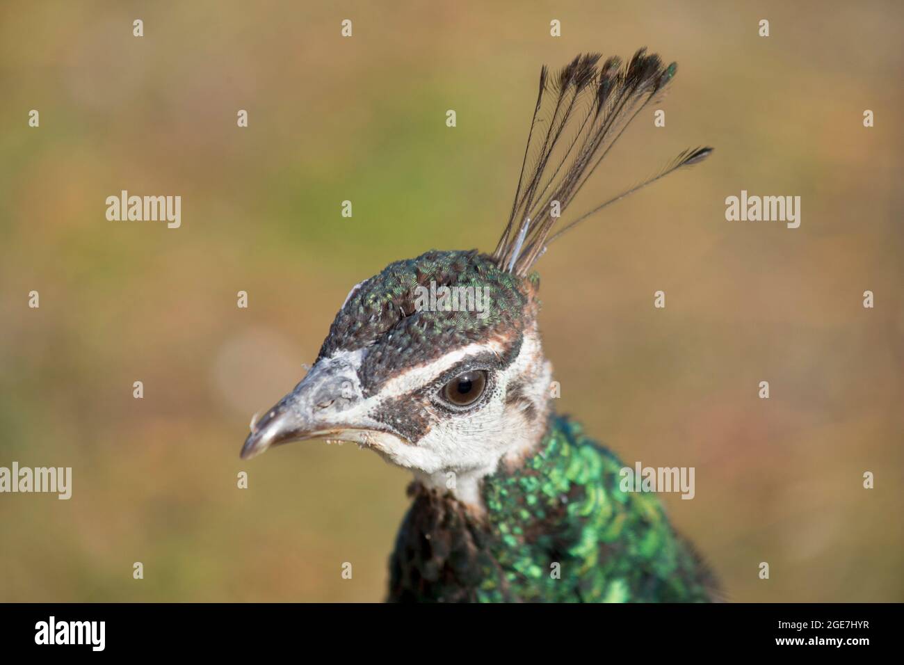 Head of beautiful female peacock in bright colors. Close up. Indian ...
