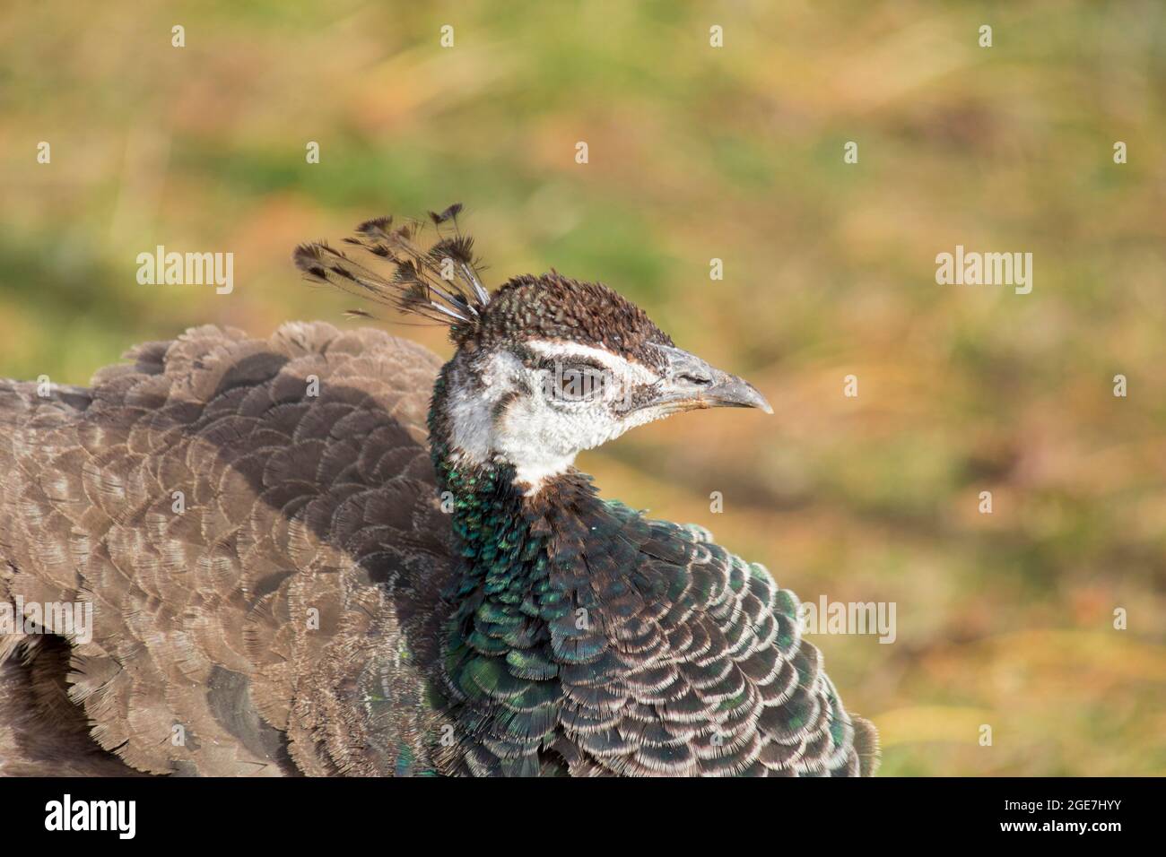 Female peacock hi-res stock photography and images - Alamy