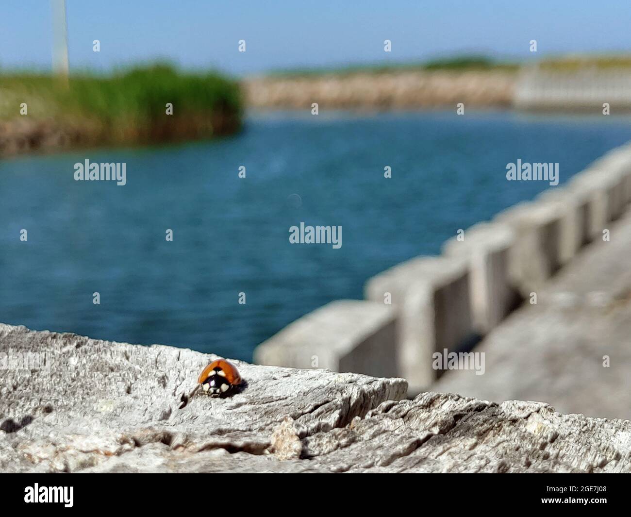 Small ladybug on a rock with river background Stock Photo - Alamy