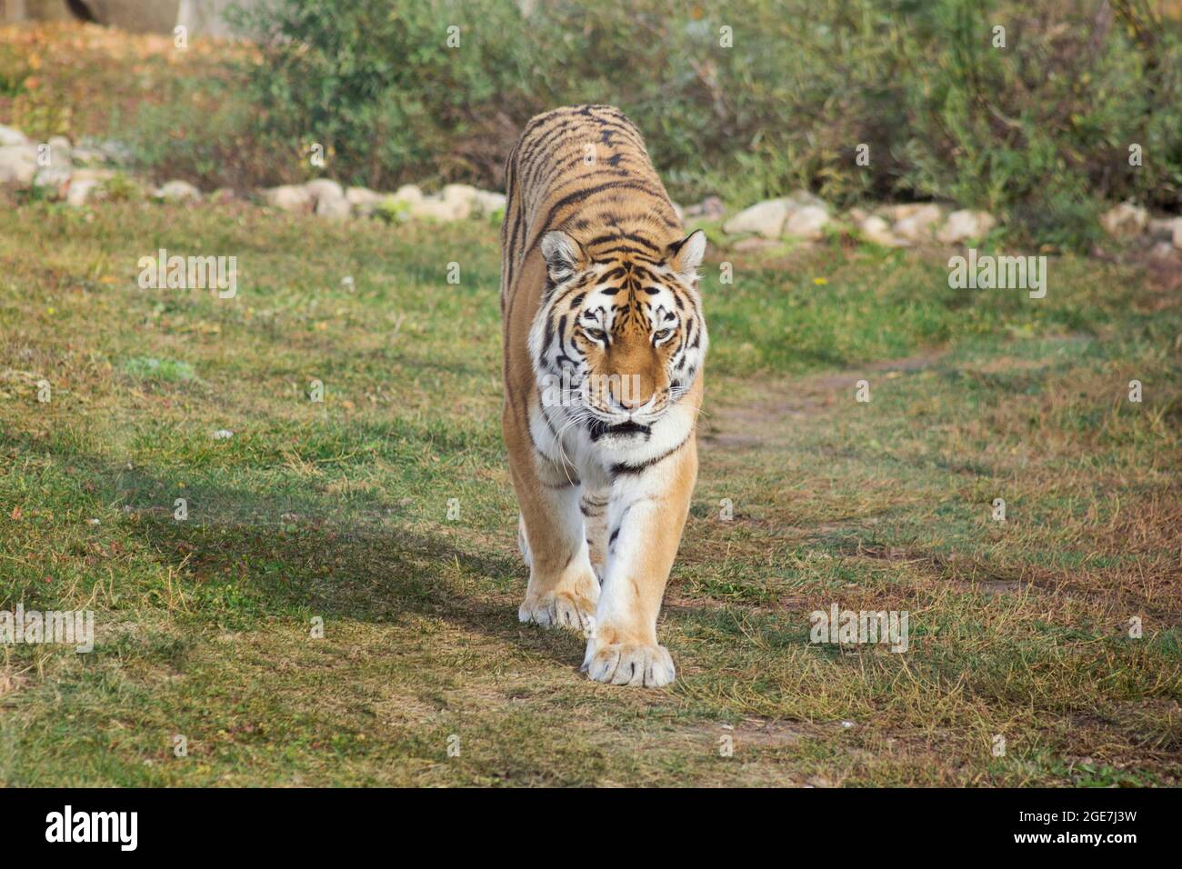 Big siberian tiger is walking on a autumn meadow. Amur tiger. Panthera ...