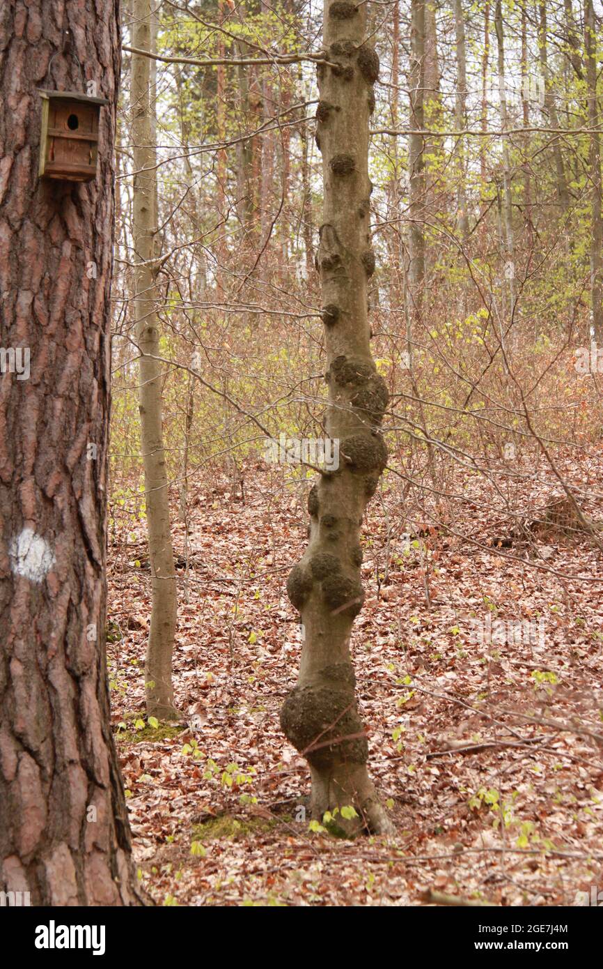 Different Tree Trunks Stock Photo - Alamy
