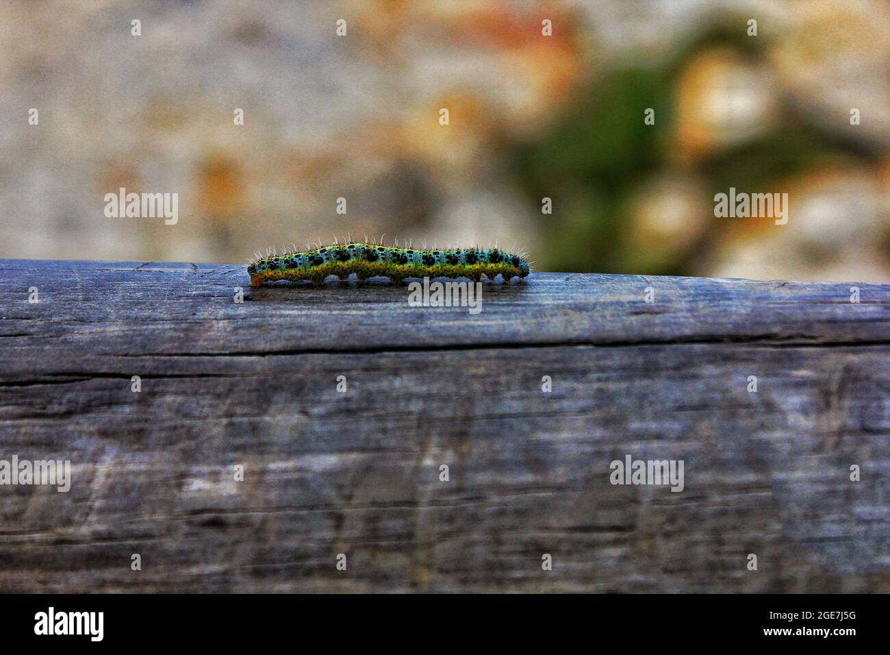 Selective focus shot caterpillar hi-res stock photography and images ...