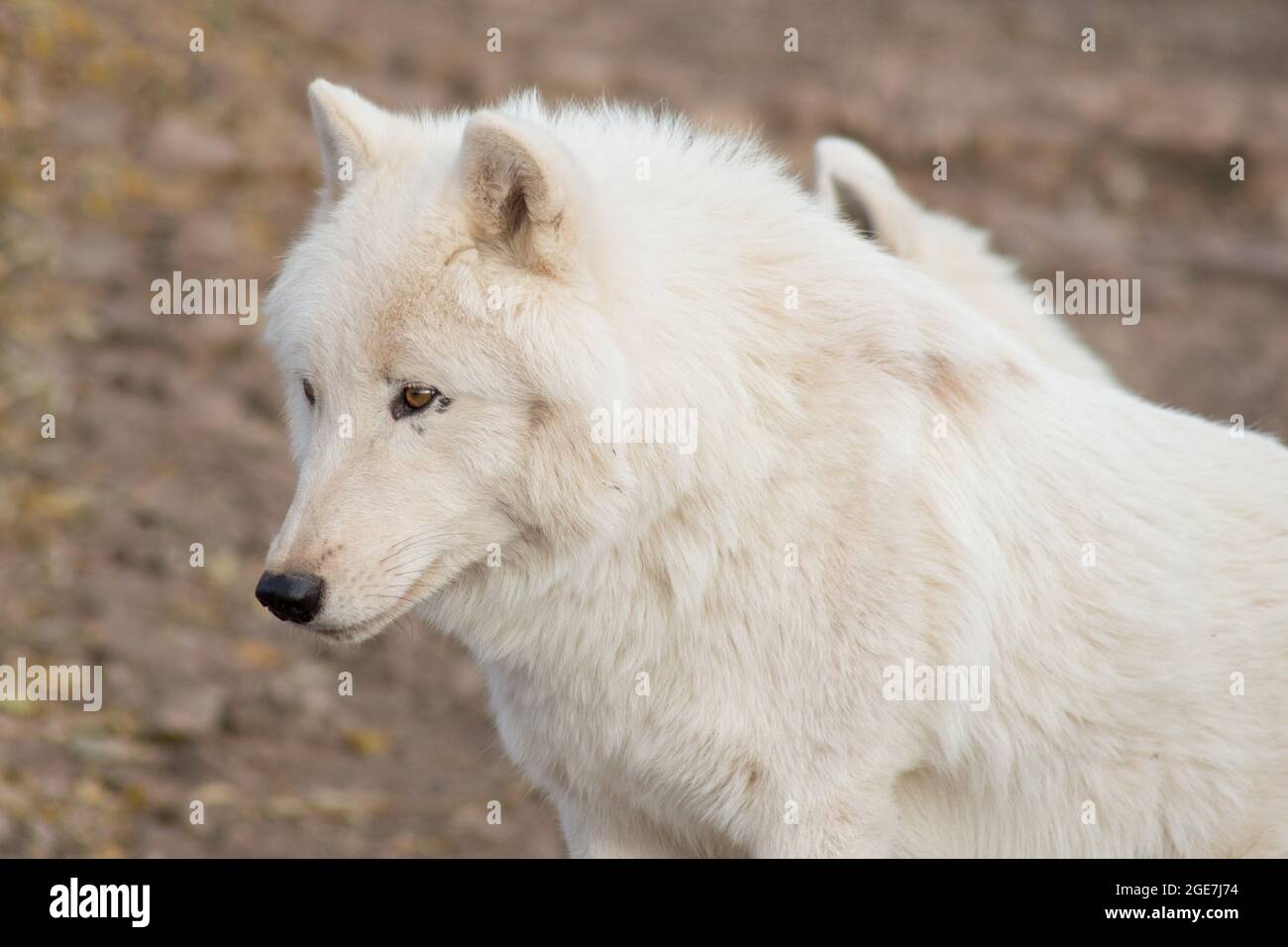Cute wild alaskan tundra wolf close up. Canis lupus arctos. Polar wolf ...