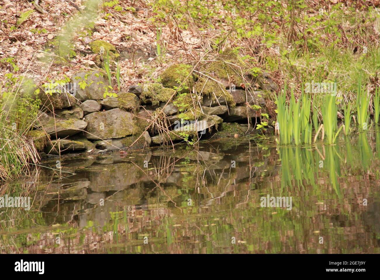Swampy nature hi-res stock photography and images - Alamy