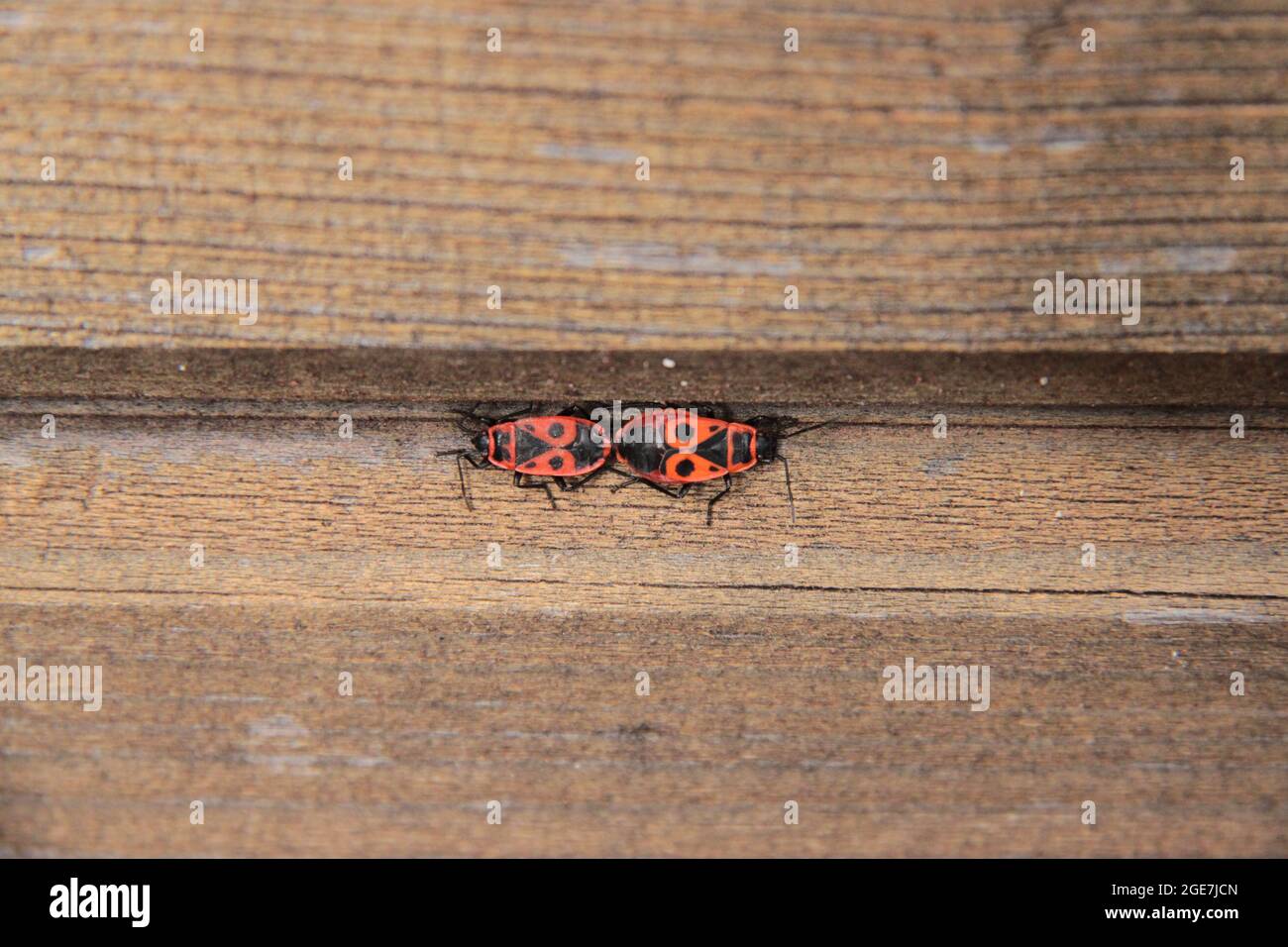 Fire buck hi-res stock photography and images - Alamy