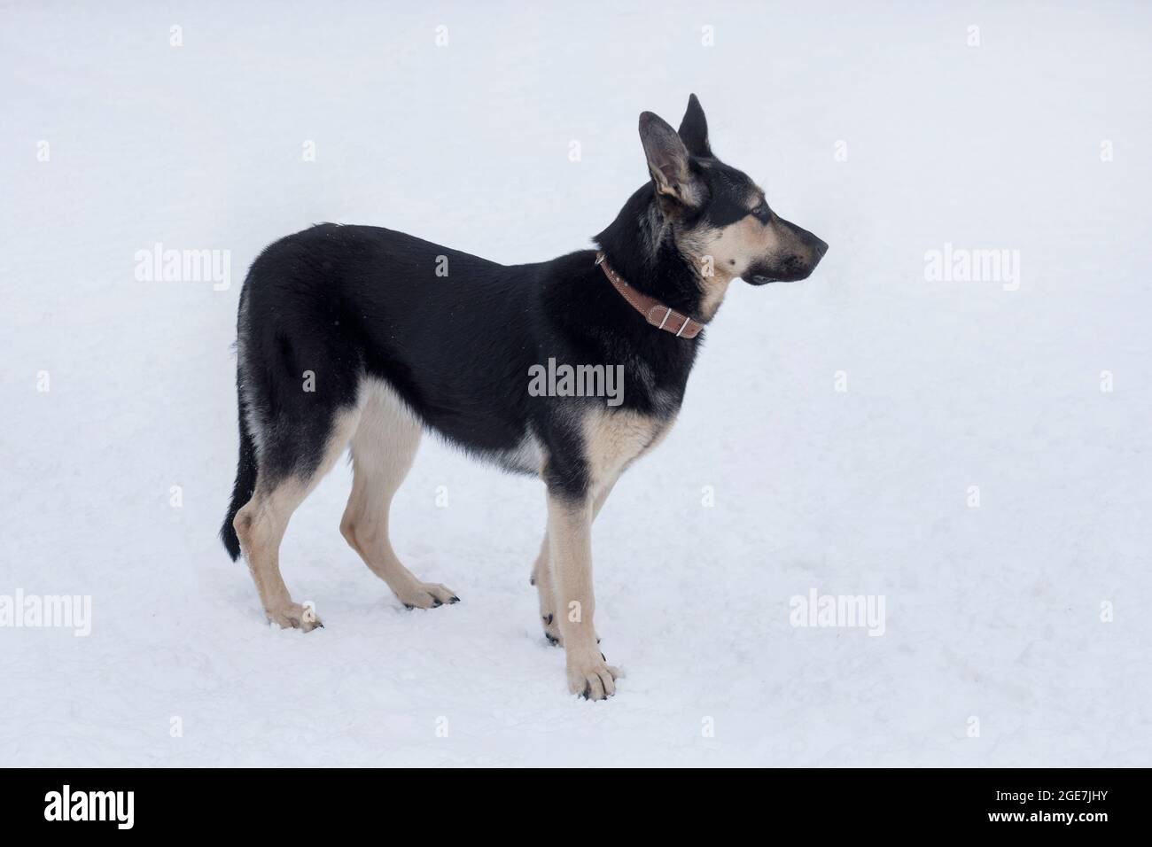 East european shepherd is standing on a white snow in the winter park ...