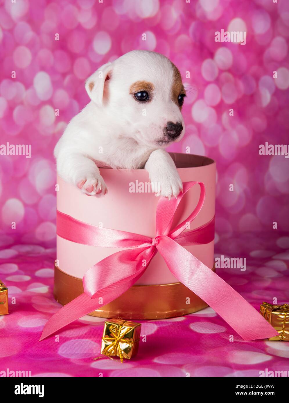 Cute jack russel terrier puppy in a pink present box Stock Photo - Alamy