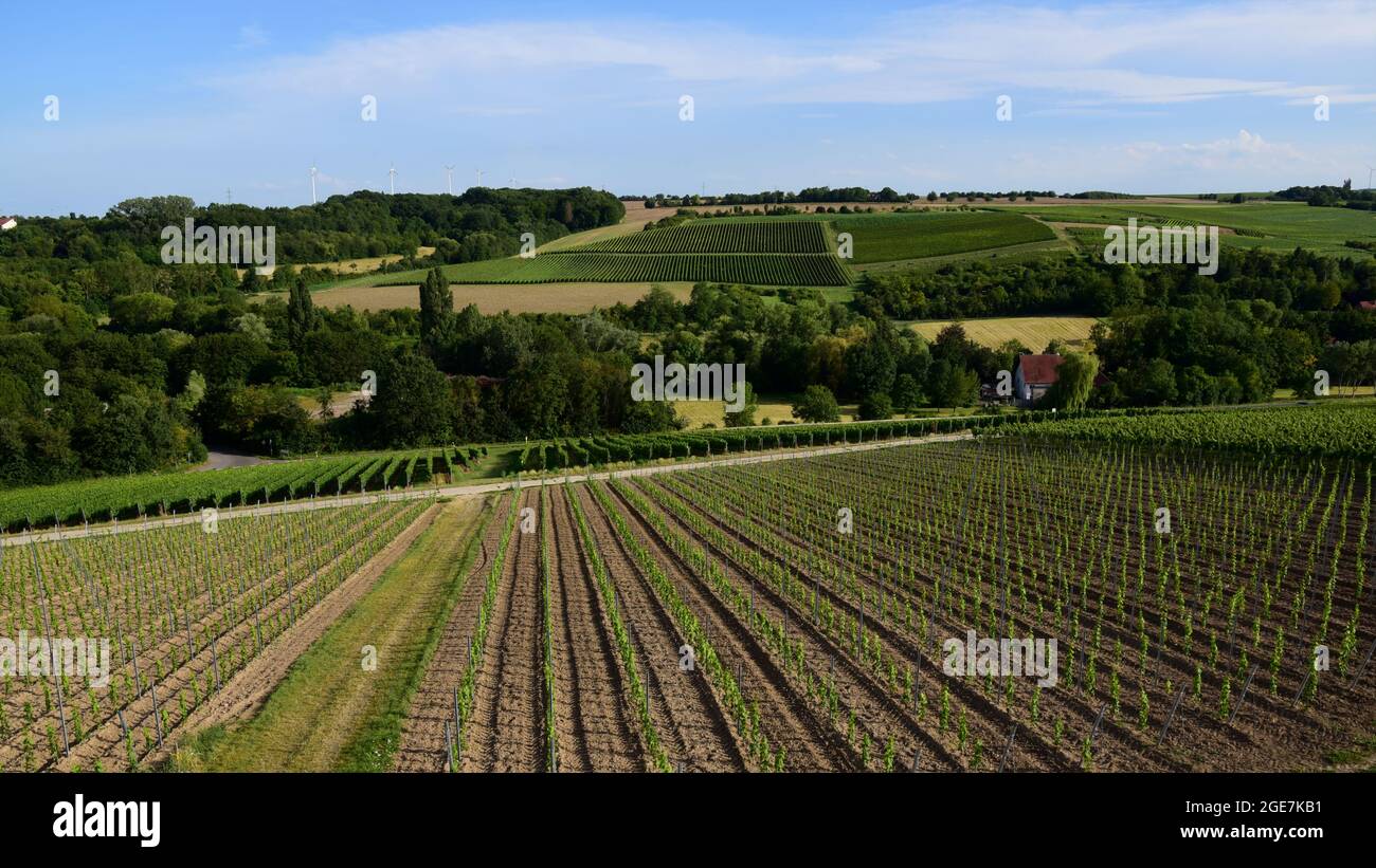 Aerial view of the vine fields in the wine growing region of Rhineland ...