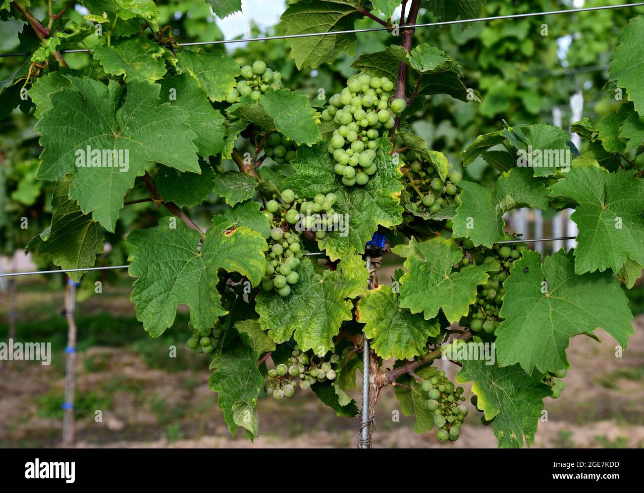 Bunches of pinot noir grapes ripening on the vine hi-res stock ...