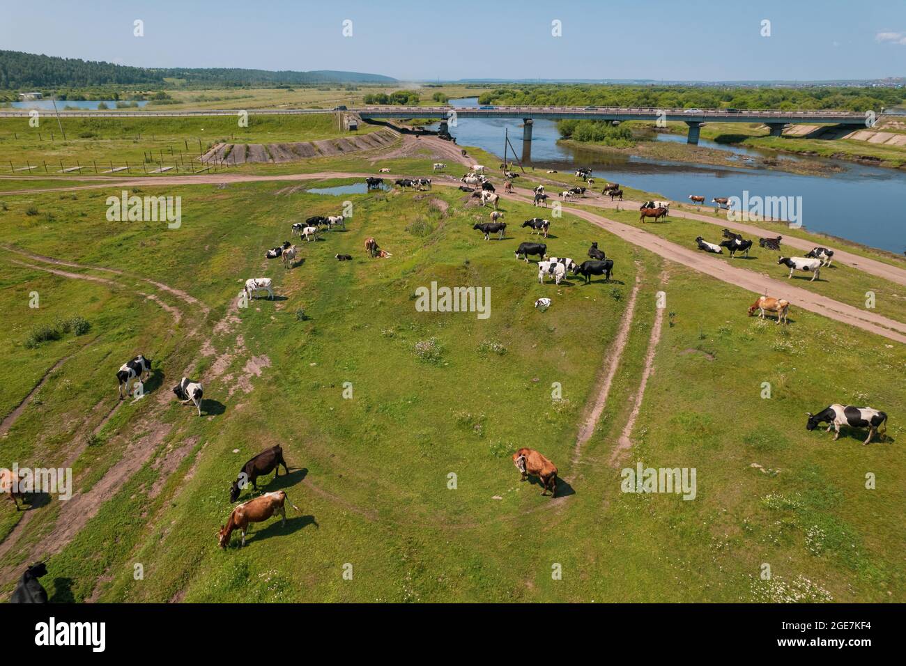 Aerial view of cows herd grazing on pasture field, top view drone pov ...