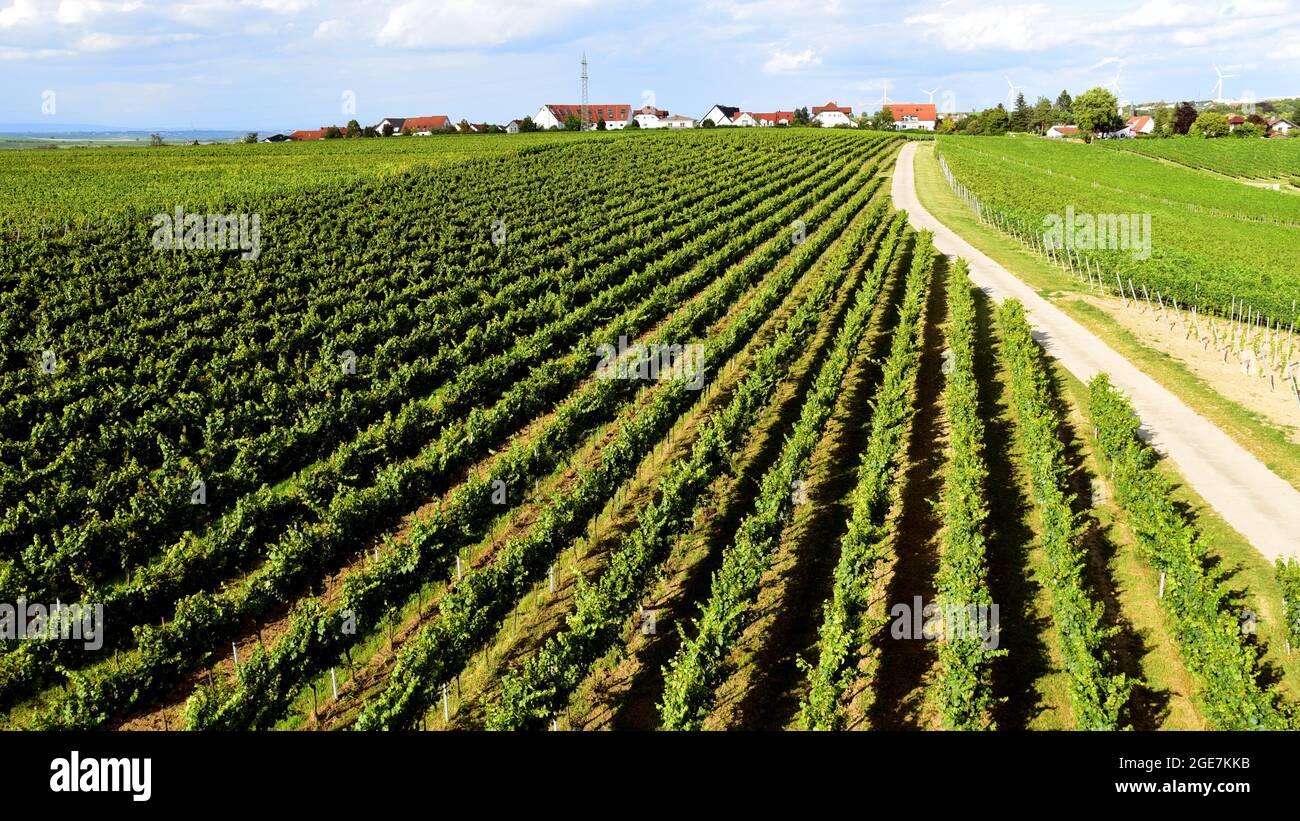 Aerial view of the vine fields in the wine growing region of Rhineland ...