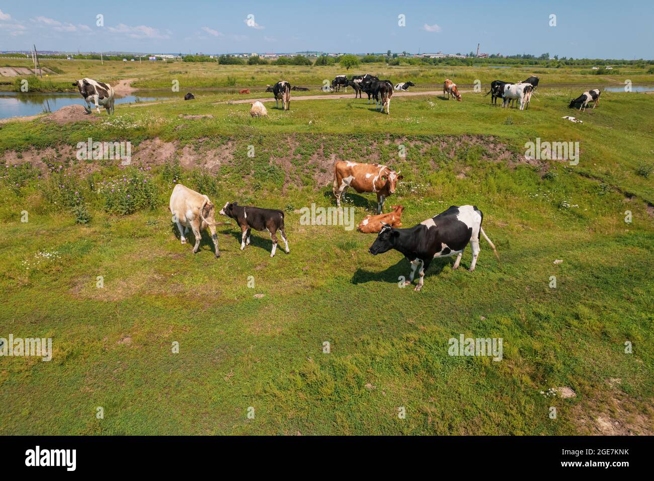 Aerial view of cows herd grazing on pasture field, top view drone pov ...