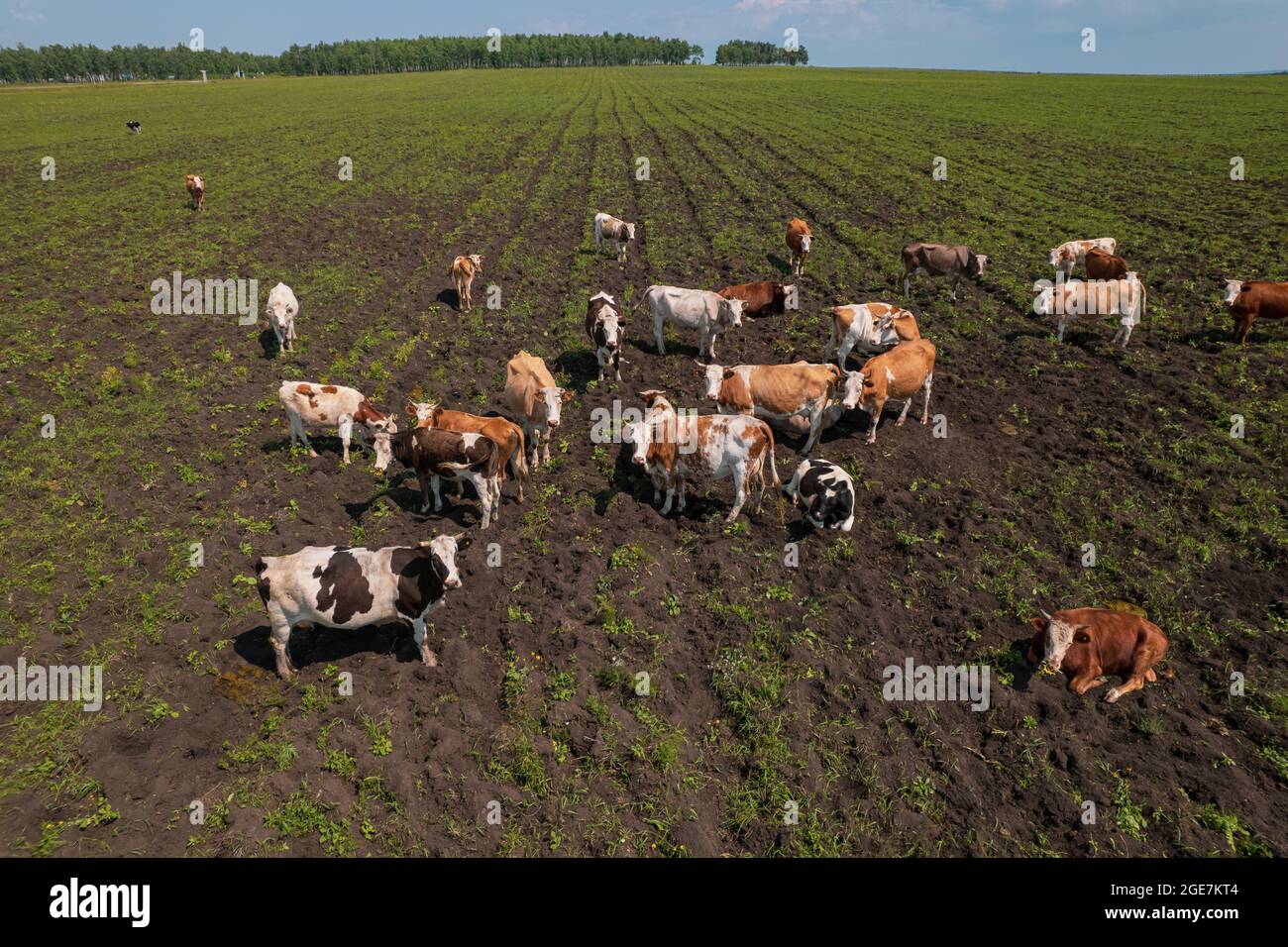 Aerial view of cows herd grazing on pasture field, top view drone pov ...