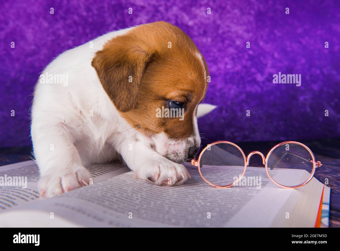 Cute dog tired student reading a book to teach lessons, falls asleep ...