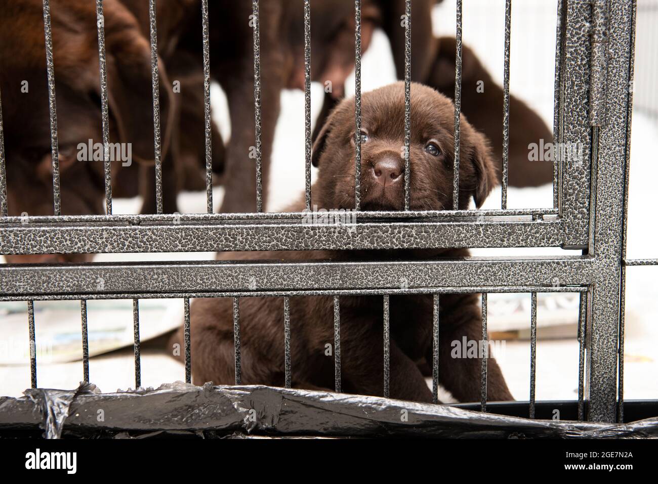 Litter of Chocolate Labrador Puppies Stock Photo - Alamy