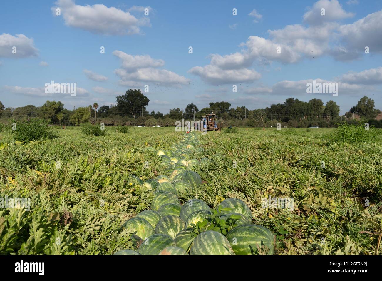 Field watermelon fields watermelons hi-res stock photography and images ...