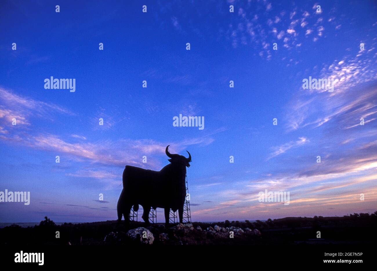Bull of osborne hi-res stock photography and images - Alamy