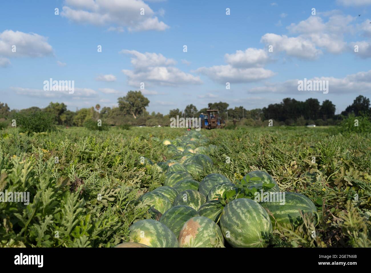 Collect watermelons in the field Stock Photo - Alamy