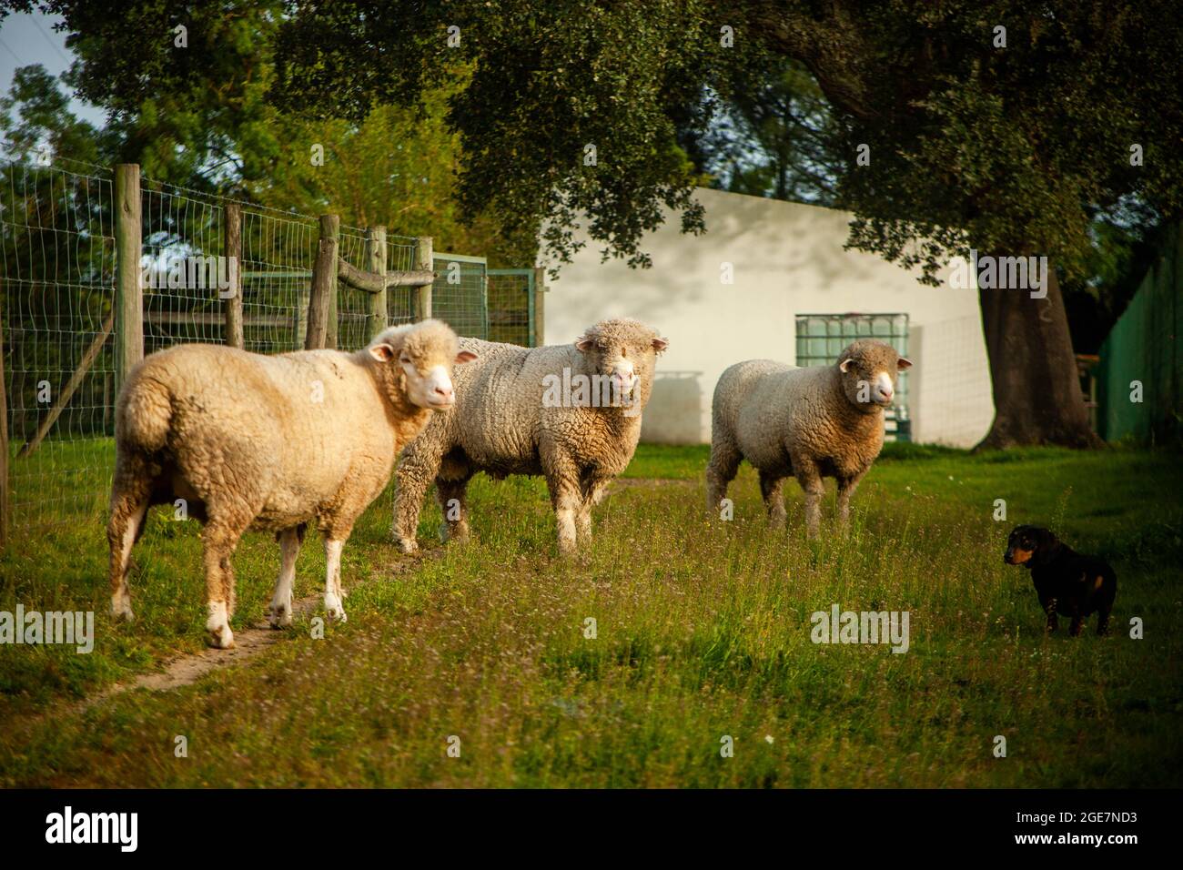 Shearing of a sheep, where you can already see sheared parts and wool ...