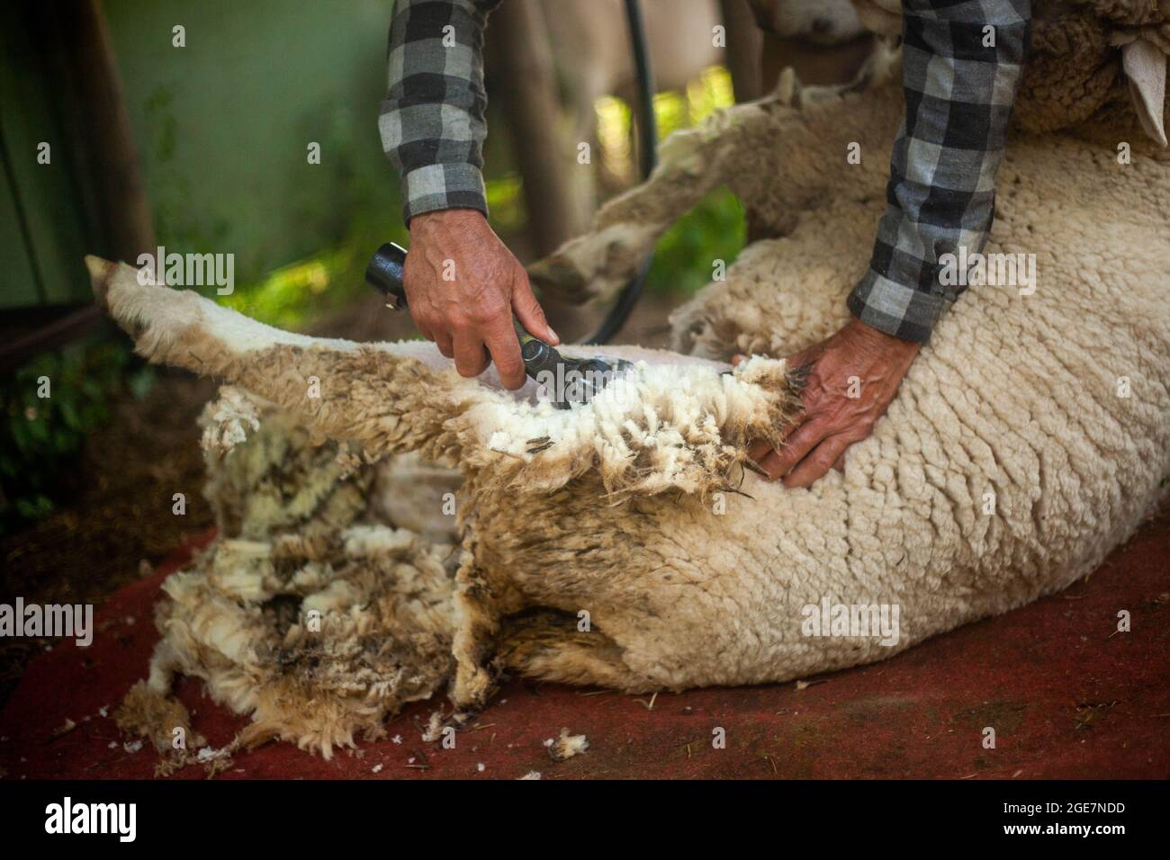 Shearing of a sheep, where you can already see sheared parts and wool ...