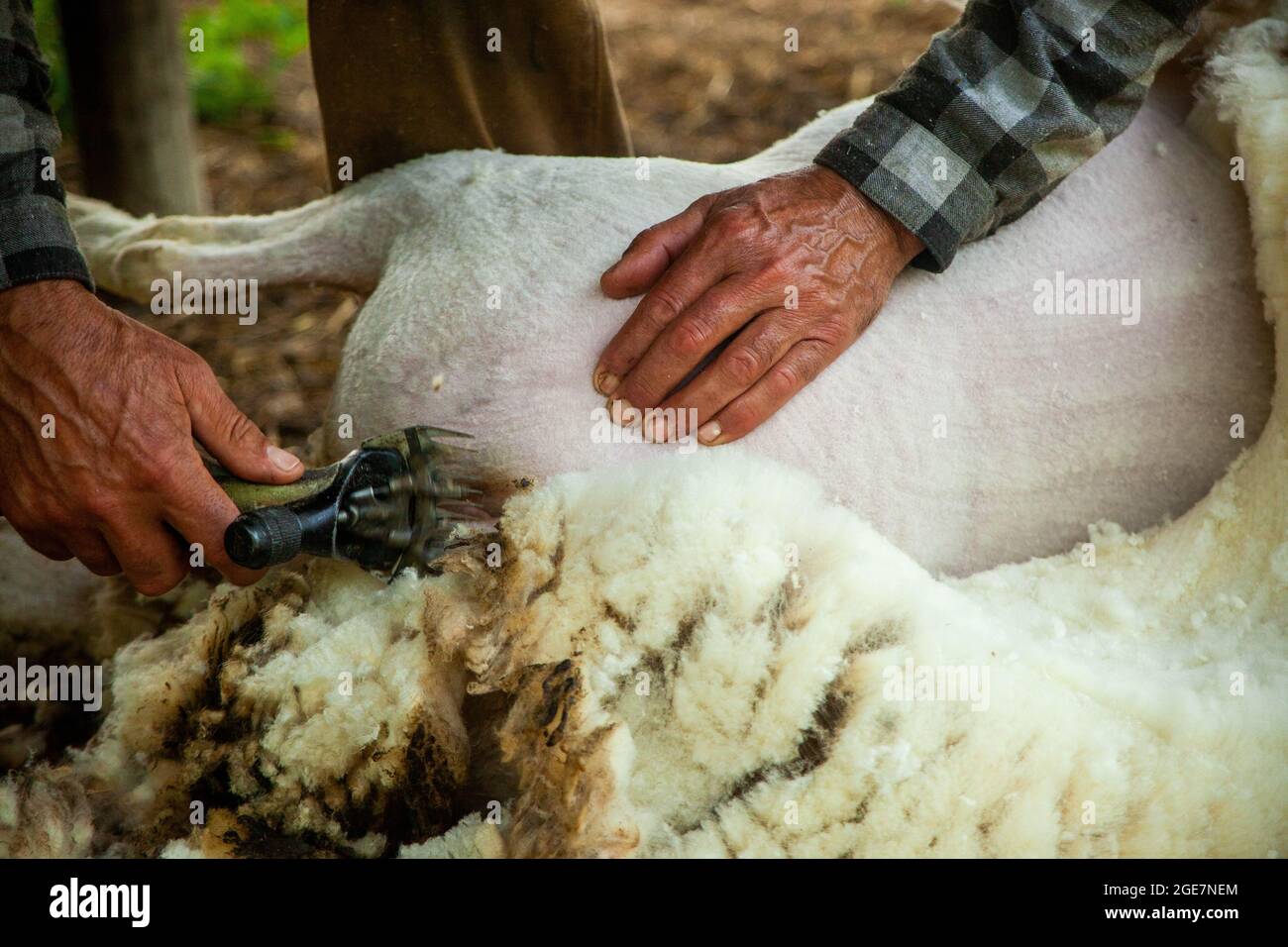 Shearing of a sheep, where you can already see sheared parts and wool ...