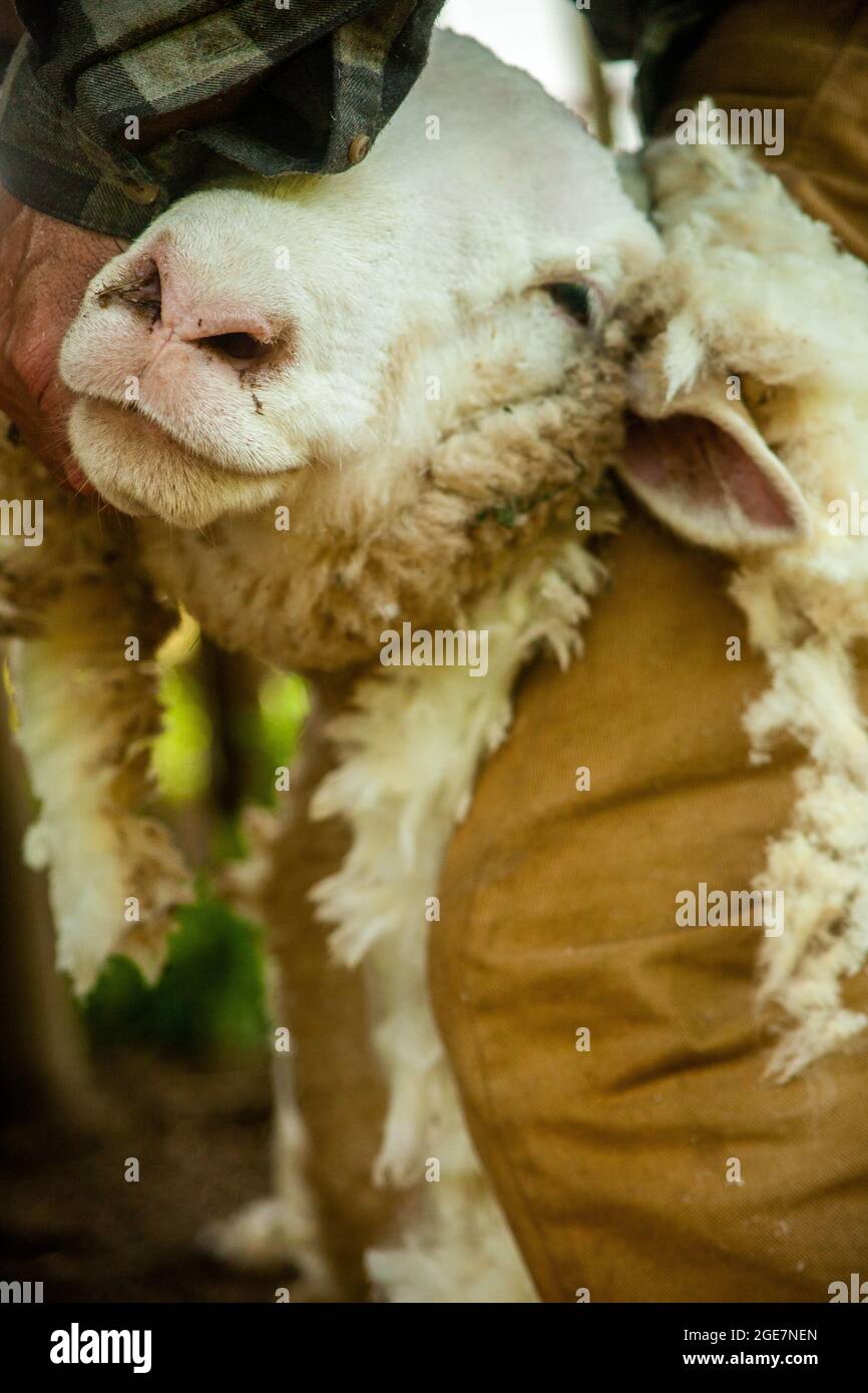Shearing of a sheep, where you can already see sheared parts and wool ...