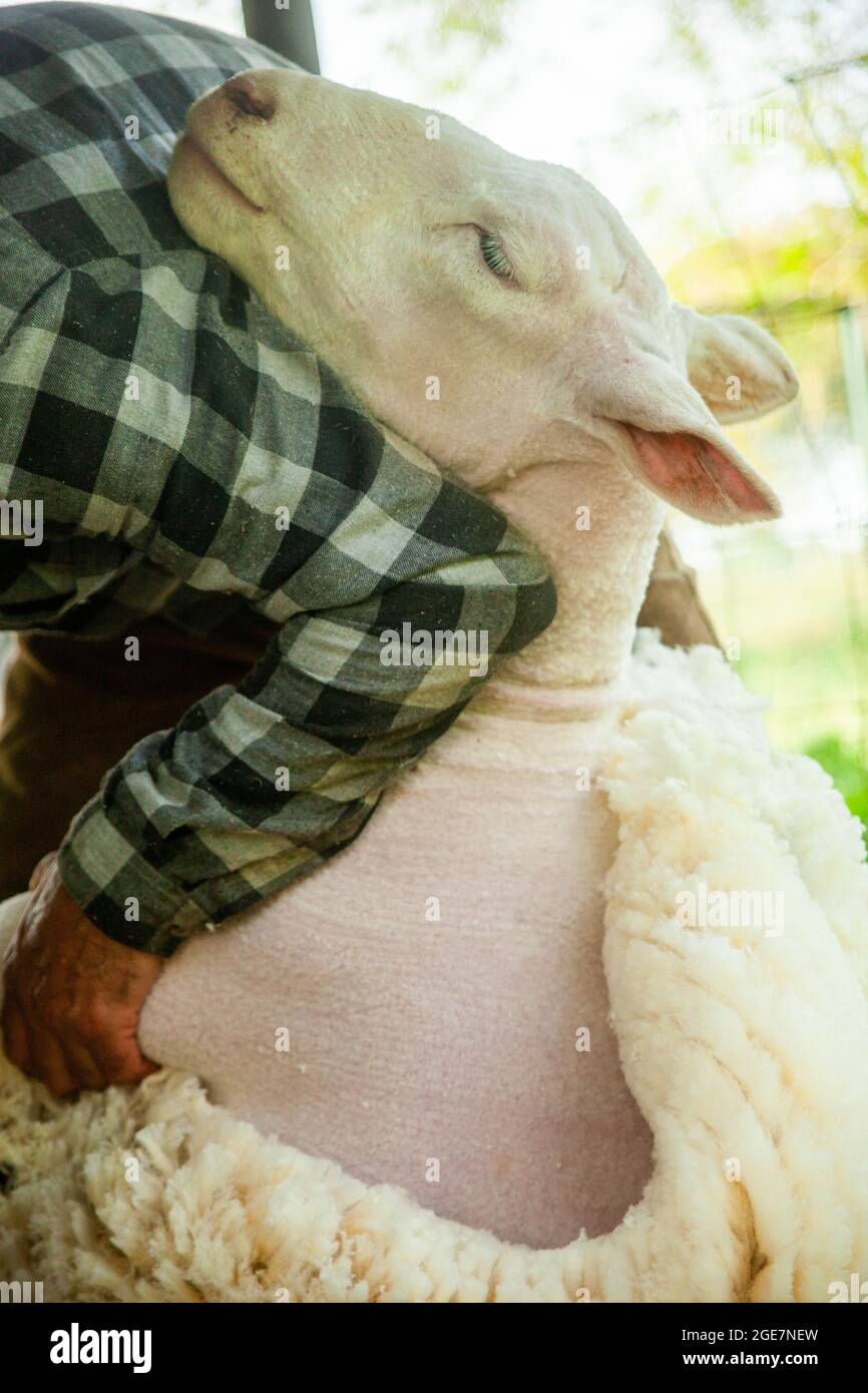 Shearing of a sheep, where you can already see sheared parts and wool ...
