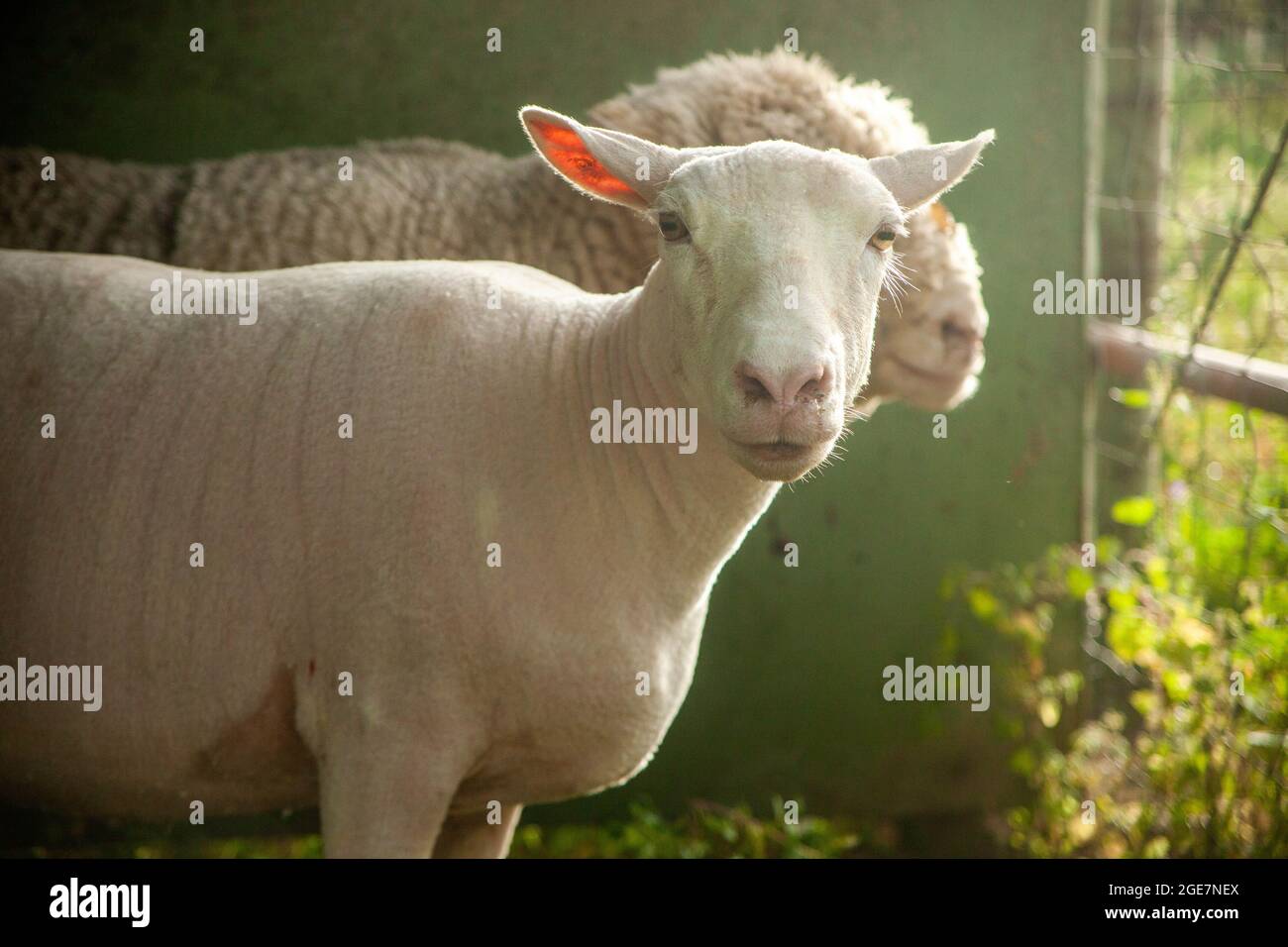 Shearing of a sheep, where you can already see sheared parts and wool ...